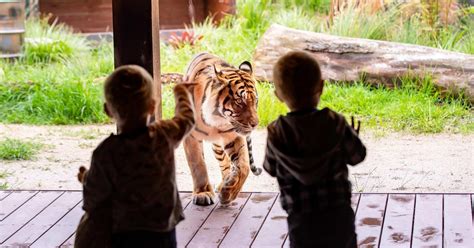 Zoo Friends Annual Pass | Taronga Conservation Society Australia