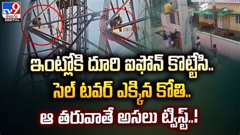 ఇంట్లోకి దూరి ఐఫోన్ కొట్టేసి సెల్ టవర్ ఎక్కిన కోతి ఆ తరువాతే అసలు