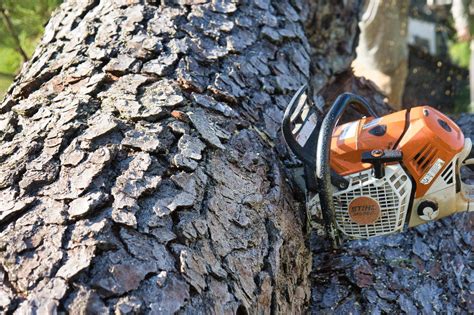 Tree Removal Northeast Florida Tree Experts Jacksonville FL