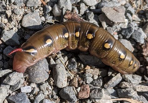 Know This Grub Worm Maine Usa R Insectidentification