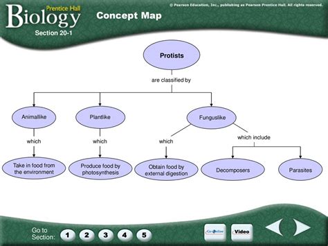 Concept Map Of Protists Faythe Theresina
