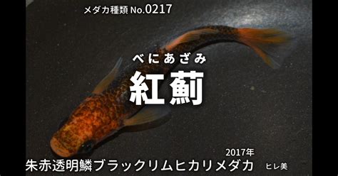 紅薊（べにあざみ）とは 改良メダカweb図鑑no0217 メダカの品種 朱赤 改良メダカweb図鑑