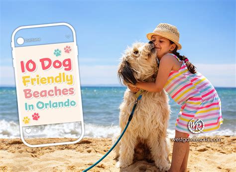 What Beaches Are Dog Friendly In Florida