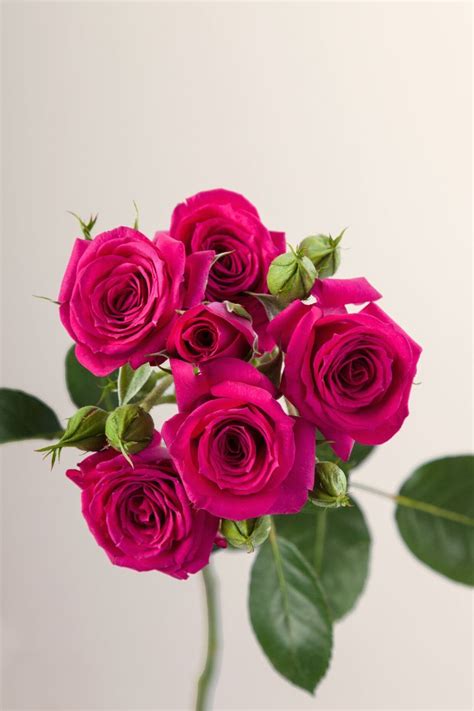 Hot Pink Roses Artofit