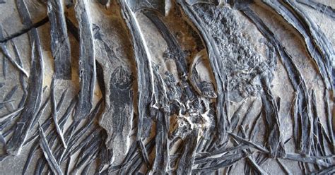 Scientists Discover 240 Million Year Old Dragon Fossil