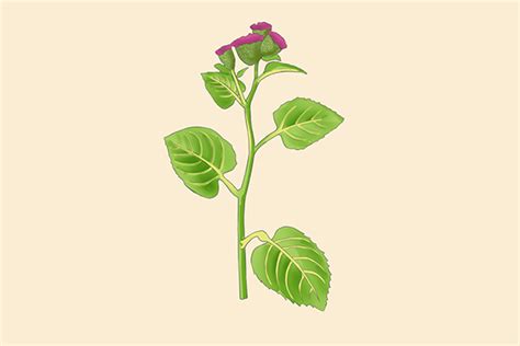 木香的功效与作用禁忌彩牛养生