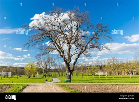 Large Oak Tree With Bench And Field Paths Dangerous Crossing Diera