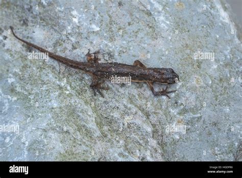 Close Up Of A Smooth Newt Also Known As The Common Newt Lissotriton Vulgaris Formerly