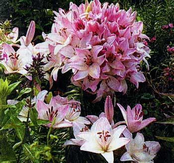 Сорта лилий Азиатских гибридов (Asiatic hybrids)