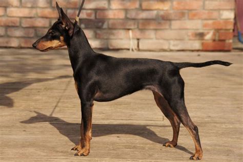 Toy Manchester Terrier Info Temperament Puppies Pictures