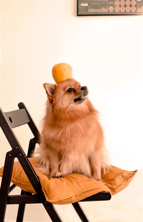 Top 999 Pomeranian Wallpaper Full Hd 4k Free To Use