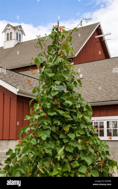 Scarlet Runner Beans Growing On A Tepee Trellis In Front Of A Well Kept
