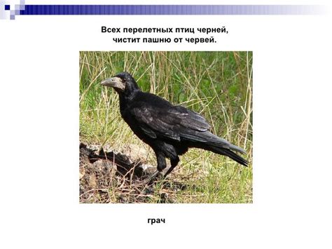 Птицы Эстонии