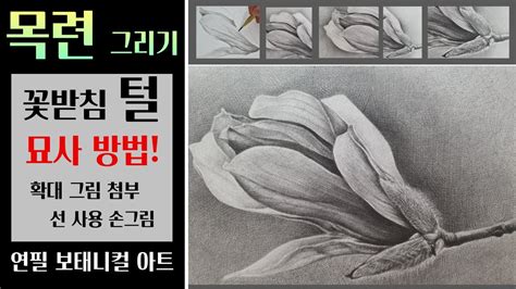 목련 그리기 꽃받침 털 묘사 방법 연필 손그림 Youtube