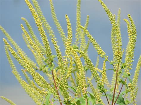 秋の花粉症が始まっていますたくゆう耳鼻咽喉科クリニック 院長ブログ たくゆう耳鼻咽喉科クリニック 院長ブログ