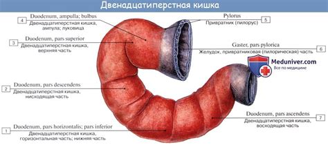 расположение 12 перстной кишки у человека