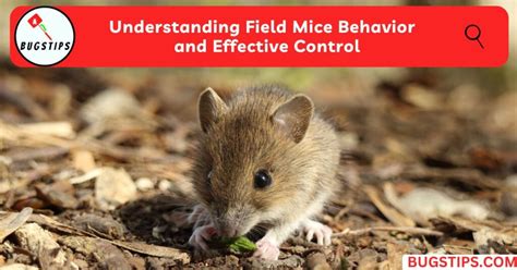 Understanding Field Mice Behavior And Effective Control Bugstips