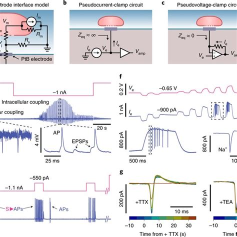 Intracellular Recording And Stimulation Of Disassociated Rat Neurons Download Scientific
