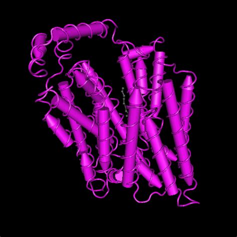 Glucose Transporter Structure