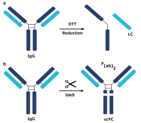 Middle Up Antibody Analysis By Rp Chromatography