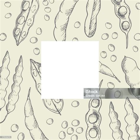 콩 식물 손으로 그린 배경 테두리 벡터 그림 콩 줄기 콩 식물 꽃 콩 건강 식품 천연 단백질 종자 수확을 위한 배경 템플릿입니다 인쇄 라벨 포장 디자인 드로잉에 대한 스톡