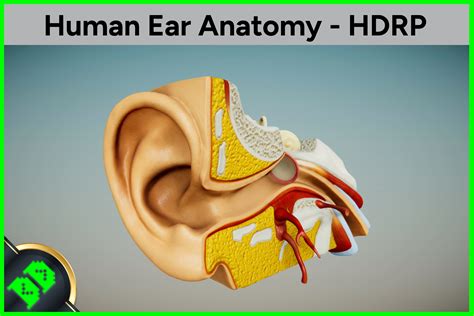Human Ear Anatomy Hdrp 3d Humanoids Unity Asset Store