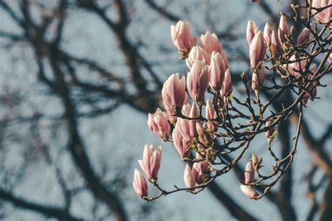 Magnolia Tree Definitive Guide Types Planting And Care Foter In