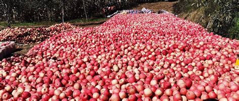 三岔镇：苹果获丰收 果农笑开颜孟家产量挂果