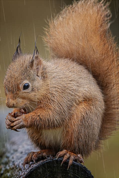 Wet Squirrel 2 By Colin Mclatchie 500px