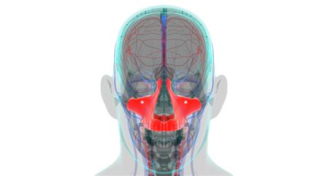 Maxilla Bone The Definitive Guide