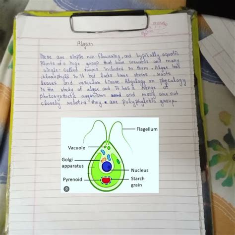 Science Project On Microorganisms Class 89 Only Ten Pages Youtube