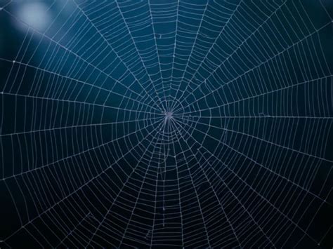 Spider Webs The Fascinating Science Behind Natures Strongest Threads