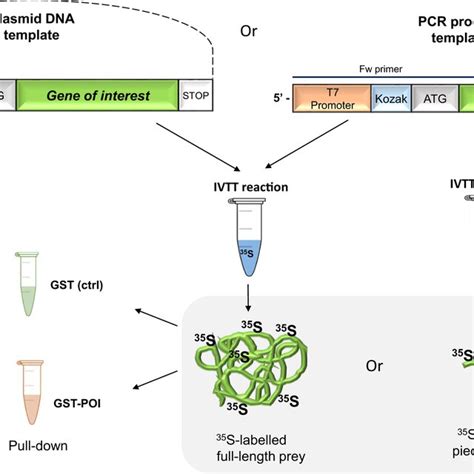 Pdf Gst‐ivtt Pull‐down A Fast And Versatile In Vitro Method For