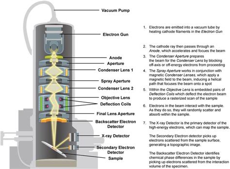 8 A Generalized Cut Away Diagram Of The Internal Structure Of A Sem