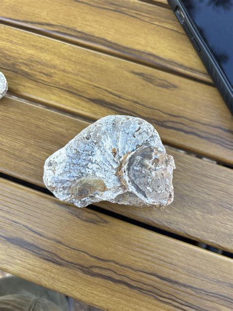 Fossil R Fossilhunting