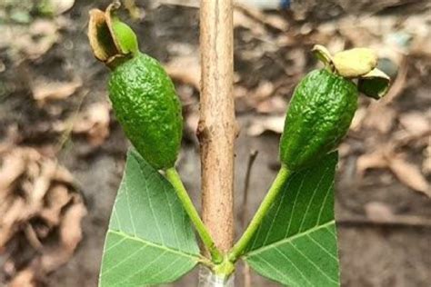 Learn How To Grow Guava Trees From Guava Leaves