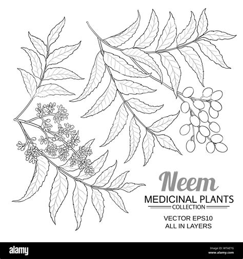 Neem Vector Set On White Background Stock Vector Image And Art Alamy