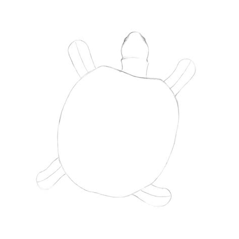 How To Draw A Turtle