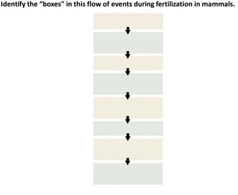 Fertilization Events Diagram Quizlet