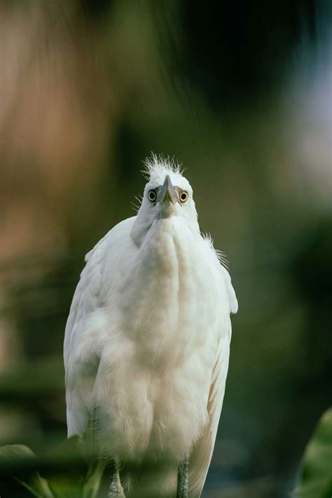 White Hawk Png Pictures Download Free Images On Unsplash