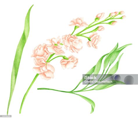 수채화 홍당무 마티올라 꽃과 잎 손으로 그린 크림 장미 꽃 머리는 흰색 배경에 고립 된 녹색 줄기에 머리 0명에 대한 스톡 벡터