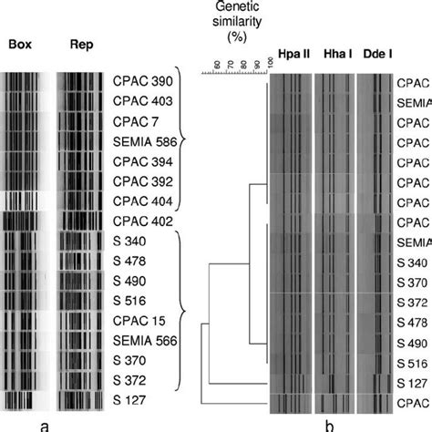 Cluster Analysis Upgma With The Coefficient Of Jaccard Of The Dna Download Scientific Diagram