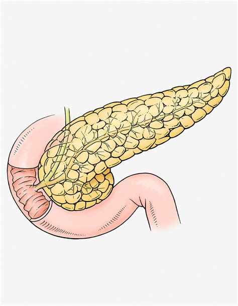 Pankreas Klinik Schweiz Bauchspeicheldrüse und ihre Funktionen