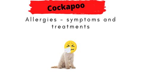 Cockapoo Allergies Causes Symptoms And Treatments Cockapoo Pride