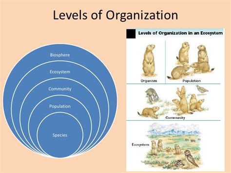 Biological Organization Biology