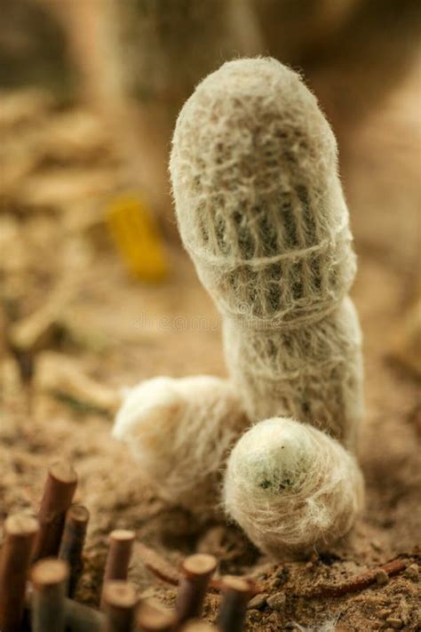 Pênis Galo Como O Cacto Mamillosa De Echinopsis Florida Recolhido