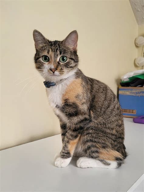 34 Best Rtorbie Images On Pholder Frankie Is Getting Fluffy Five