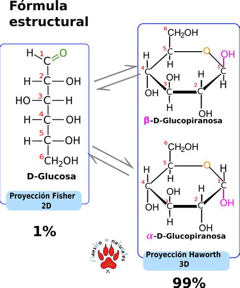 Tema 1004 Biomoléculas Orgánicas Los Glúcidos Biomoléculas Orgánicas