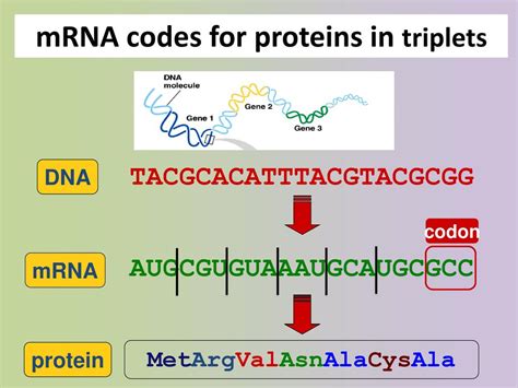 Chapter 17 From Gene To Protein Ppt Download