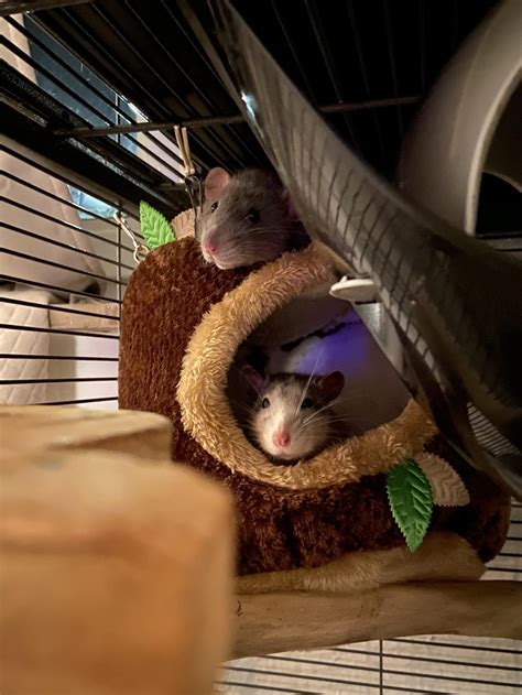 My Mom Is Scared Of Rats But She Bought Them This House 🥹 Rrats
